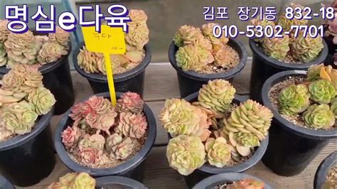 명심e다육 신상다육을 소개합니다♡핑크라울콜로라타브랜디러우철화누다군생원종롱기시마석연화금캐시머어바이올렛철화썬라이즈