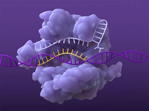 From Bacteria To Breakthroughs The Evolution Of Crispr