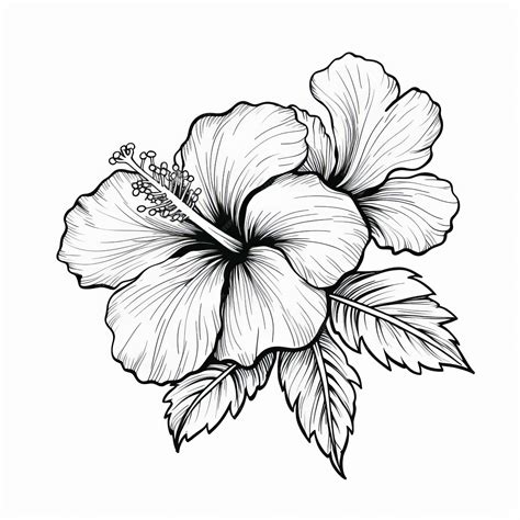 Hibiscus Flower Drawing Black And White