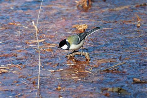 シジュウカラ 複葉機と昆虫マクロの世界