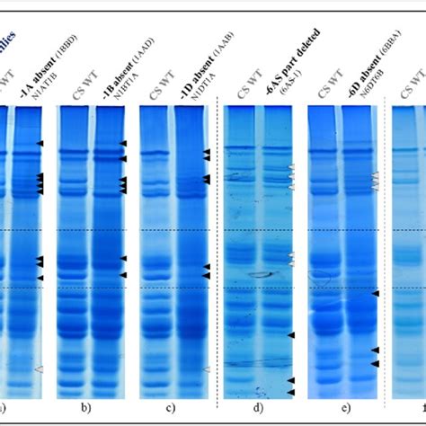 Acid Page Of T1 Grains Showing Altered Gliadin Protein Profiles
