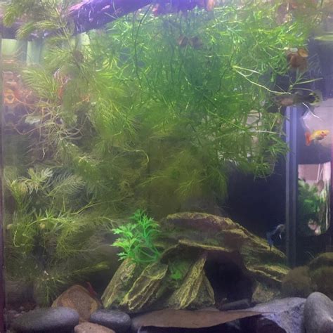 Guppy Grass Najas Guadalupensis Live Aquariumaquaticshrimplow Tech