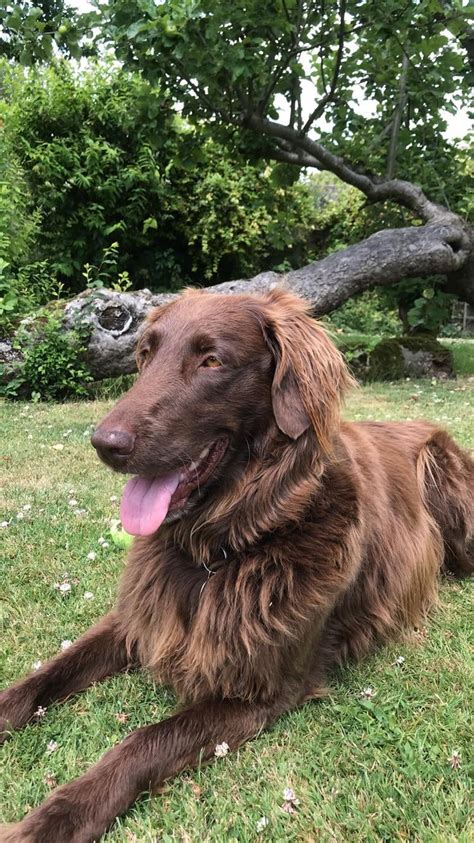 Potential Nicknames For Ruby Rflatcoatedretriever