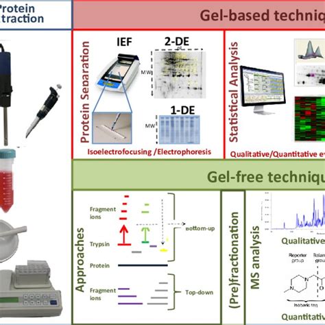 Schematic Representation Of The Proteomics Analysis Workflow Using Both Download Scientific