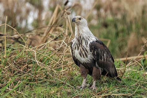 African Fish Eagle Juvenile