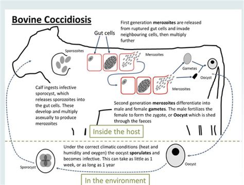 Lecture 6 Intestinal Apicomplexa Flashcards Quizlet