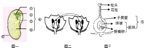 下列种子的结构将来发育成茎和叶的是 A 胚轴b 胚芽c 胚根d 胚乳——青夏教育精英家教网——