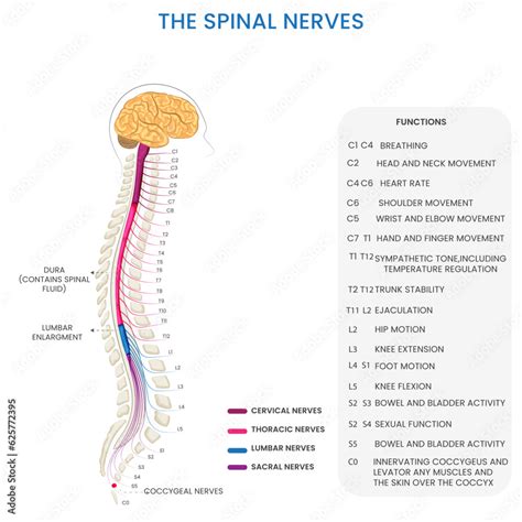Стоковий вектор The Spinal Nerves Are Part Of The Peripheral Nervous System Connecting The