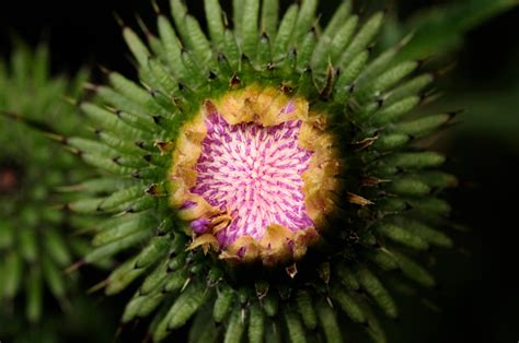 보라색 엉 겅 퀴의 아름 다운 꽃입니다 우엉의 분홍색 꽃 우엉 가시 꽃 클로즈업 꽃 엉 겅 퀴 또는 우유 엉 겅 퀴 초본 식물