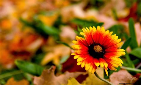Desktop Wallpaper Fall Flowers At Raymond Terrell Blog