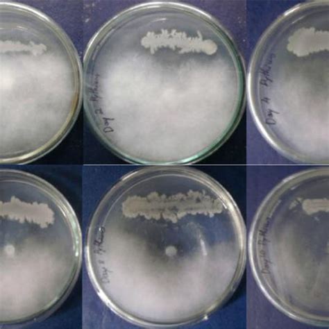 Optimization Of Antifungal Activity Against Pythium Sp At Different Download Scientific