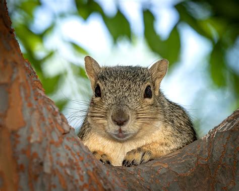 Boy Squirrel Rsquirrels