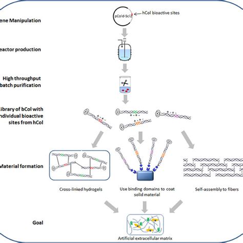 Pdf Engineered Recombinant Bacterial Collagen As An Alternative