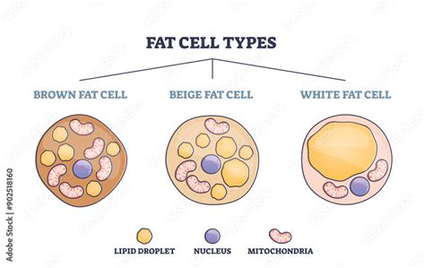 Fat Cell Types As Adipocyte Division In Brown Beige Or White Outline