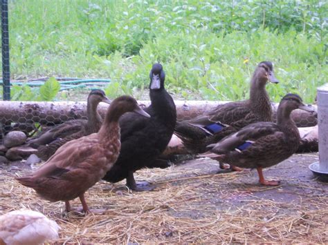 Duck Sexing Pic Heavy BackYard Chickens Learn How To Raise Chickens