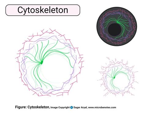 Cytoskeleton Diagram