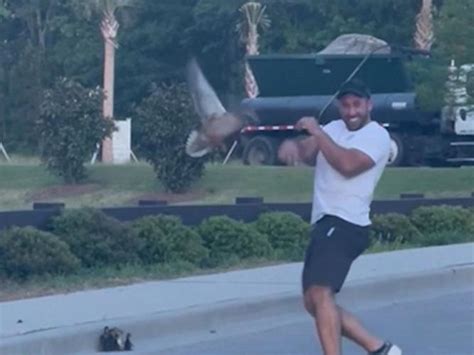 Mother Duck Attacks Man Who Was Trying To Help Its Ducklings News