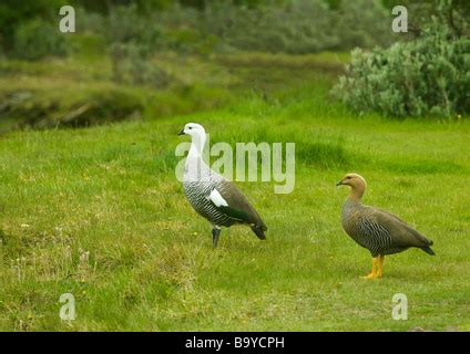Magellan Or Upland Goose Chloephaga Picta Tierra Del Fuego National