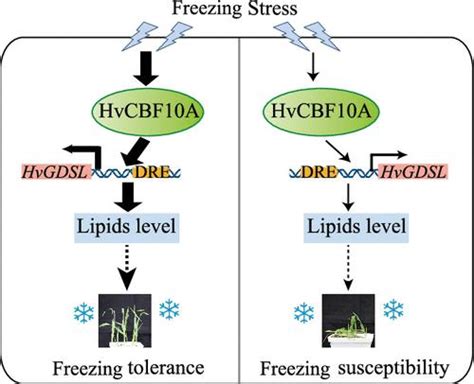 转录组学和代谢组学综合分析为清科应对冷应激提供了见解 Journal Of Agricultural And Food Chemistry
