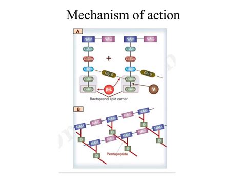 Beta Lactam Antibiotics Penicillins Ppt