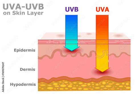 UVA UVB Rays In Human In Skin Layer Cancer Risk Ultraviolet Radiation Influenced Damage Uv