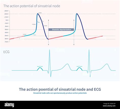 Action Potential Of Sinoatrial Node And ECG Illustration Stock Photo Alamy
