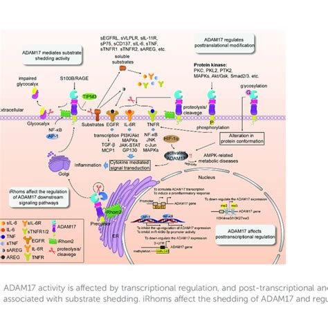 Summary Of The Inhibitory Activities Of Adam17 Inhibitors Download Scientific Diagram