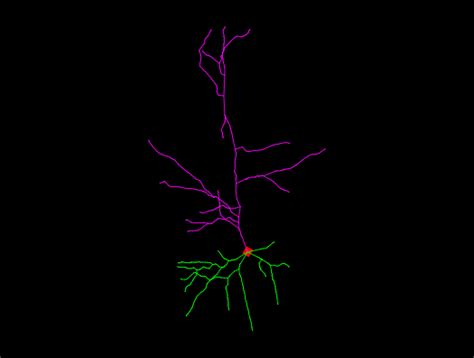Detailed Cell Information A627neuronb40xtiletracemk