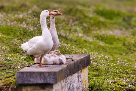 22600개 이상의 거위 새끼 이미지 스톡 사진 그림 및 Royalty Free 이미지 Istock