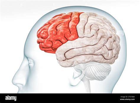 Cerebral Cortex Frontal Lobe In Red Color Profile View With Body Cerebral Cortex Frontal Lobe In Red Color Profile View With Body