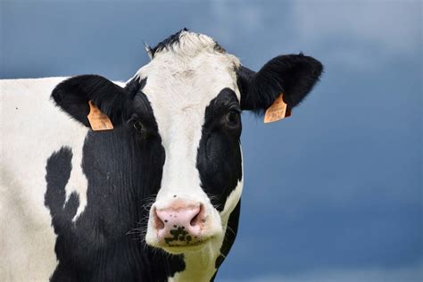 Dairy Cow: What is Dairy Cattle & How Long Do They Live? - GenV