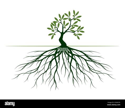 Green Tree With Leaves And Roots Vector Outline Illustration Plant In Garden Stock Photo Alamy