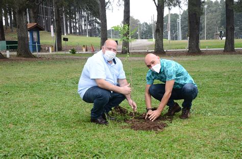 Prefeitura De Fazenda Rio Grande Distribui Mudas De árvores Nativas No