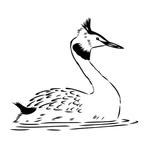 Un Dibujo De Un Ganso Nadando En El Agua 55618320 Vector En Vecteezy