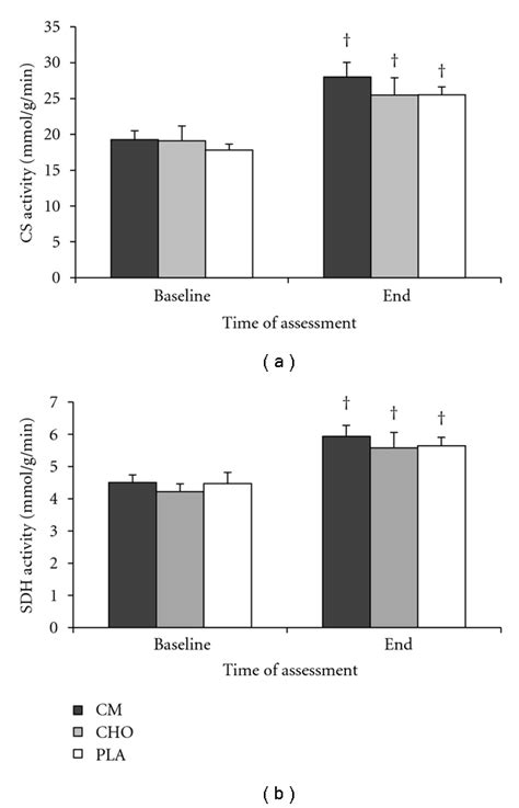 Oxidative Enzyme Activity A Citrate Synthase Activity B Succinate
