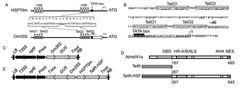 Structures For Promoters Hsp70m A And Om35s B T Dna Region Of The