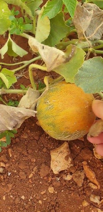 شمام بطيخ اصفر Shorts Youtube