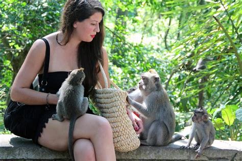 These Bali Monkeys Have Found A Way To Use Stones As Sex Toys Scientists Discover Life