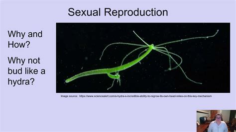 Sexual Reproduction Introduction