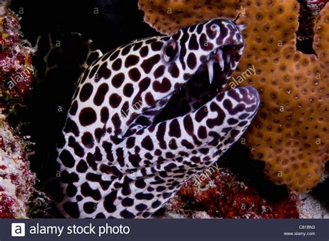 Maldives Underwater Sea Life Moray Eel And Tropical Reef