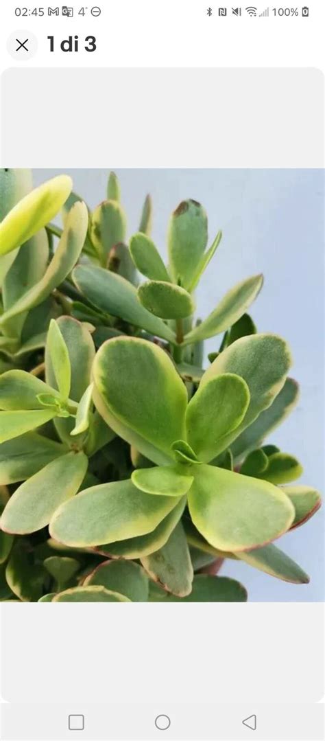 Crassula Globularioides Britten World Flora Plntnet Identify