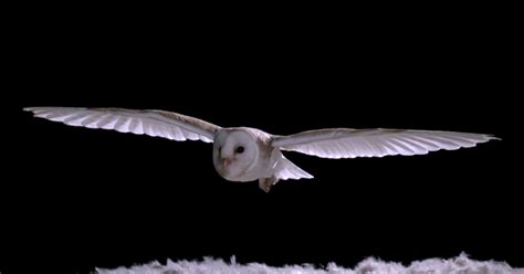 How Do Barn Owls Fly So Silently Audubon