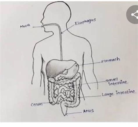 Human Digestive System Drawing Easy Human Digestive System Drawing By The Pencil Brainly In