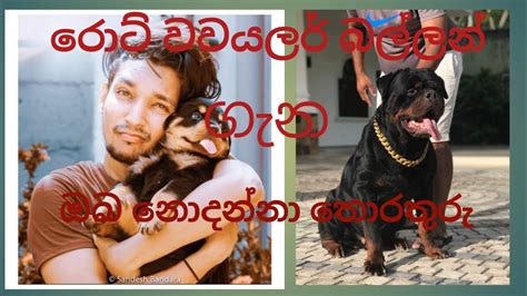 රොට් වවයලර් බල්ලන් ගැන ඔබ නොදත් තොරතුරු දැනගැන්න ඕනිද🤔🤔 Youtube