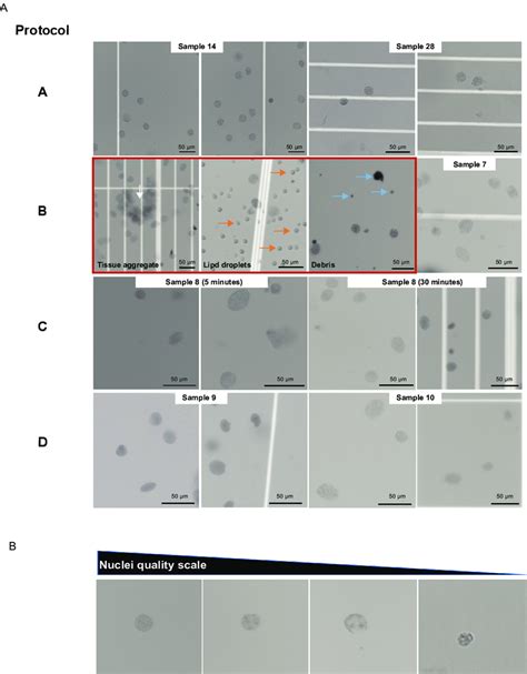 Representative Images Of Single Nuclei From The Various Protocols And Download Scientific