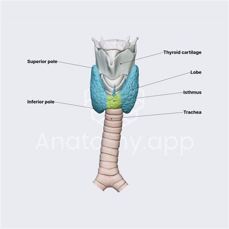 Thyroid Isthmus Location Function And Pictures Cremaster Muscle