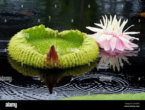 Largest Lily Flower At Samantha Mcgavin Blog