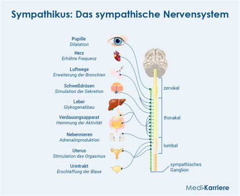 Sympathikus Das Sympathische Nervensystem Medi Karriere