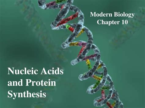 Ppt Nucleic Acids And Protein Synthesis Powerpoint Presentation Free Download Id2972840