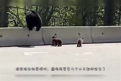 小熊无法爬过马路，下一秒熊妈的举动，隔着屏幕都觉得疼举动马路小熊